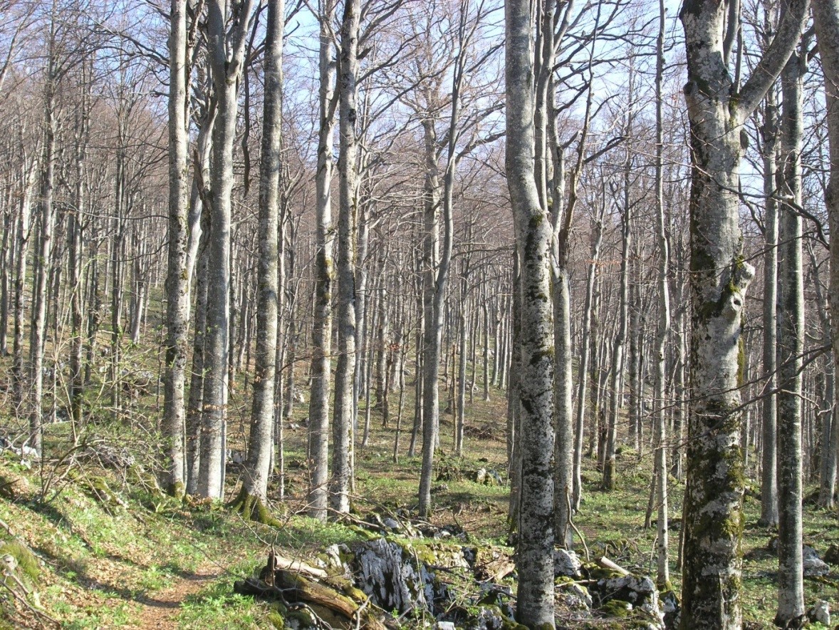 Bukova šuma - Nacionalni park "Plitvička jezera"