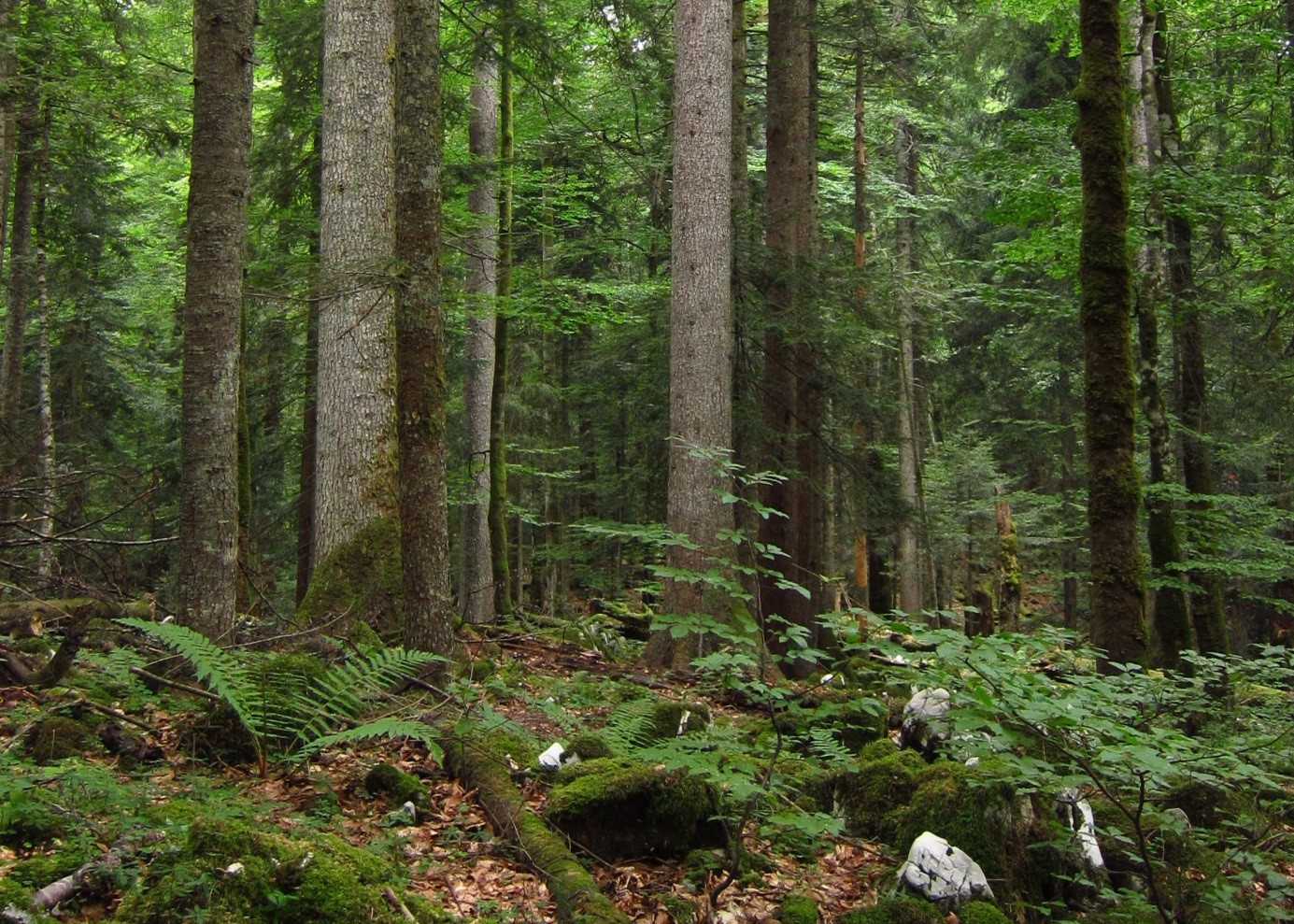 Bukovo jelova šuma - Nacionalni park "Plitvička jezera"