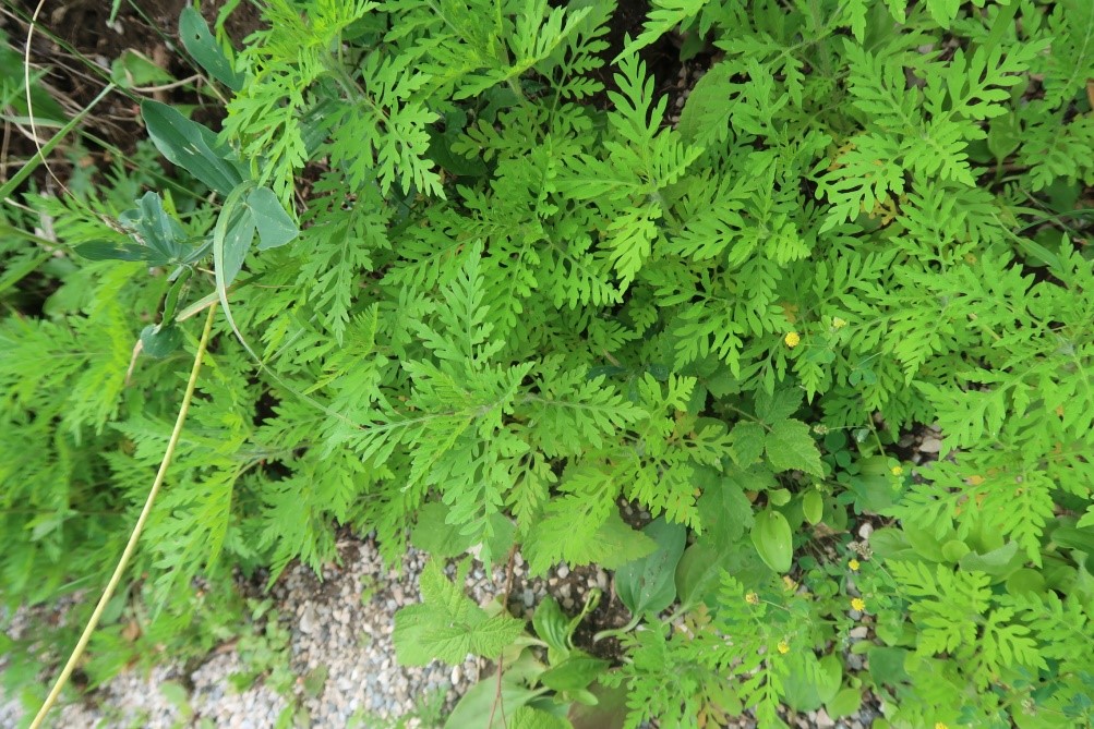 ambrozija4 - Nacionalni park "Plitvička jezera"