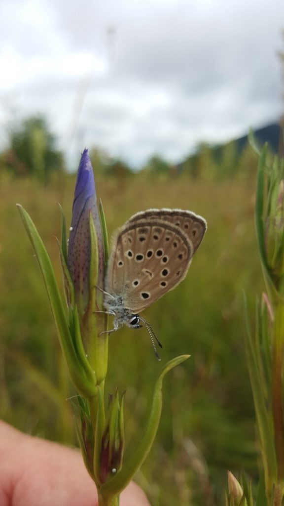 THE ALCON BLUE (PHENGARIS ALCON ALCON) - Nacionalni park "Plitvička jezera"