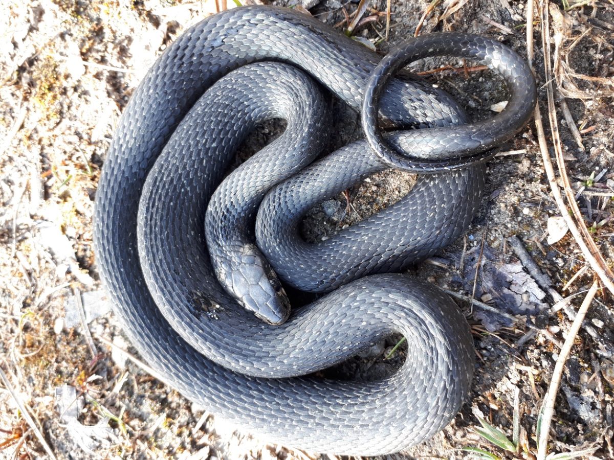 Trebamo li ih se bojati? Zmije u NP Plitvička jezera - Nacionalni park ...