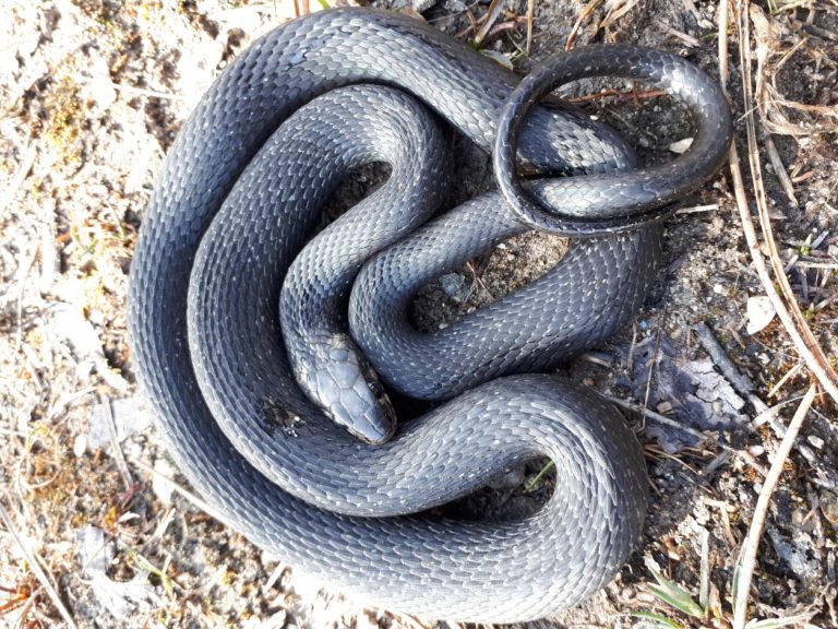 Trebamo li ih se bojati? Zmije u NP Plitvička jezera - Nacionalni park ...