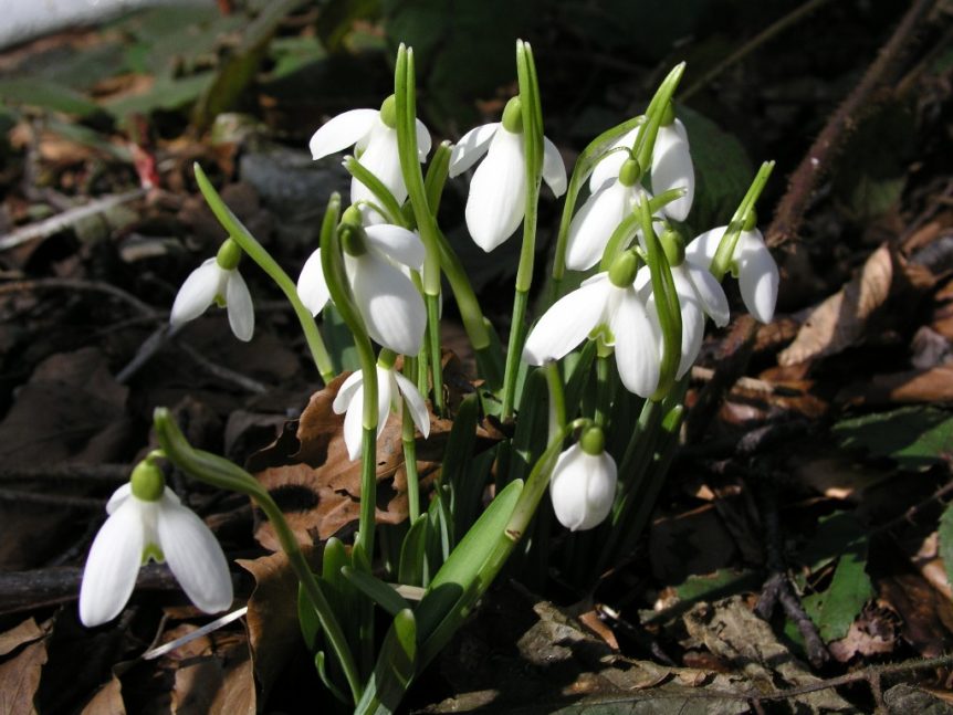 Proljetnice - Nacionalni park "Plitvička jezera"