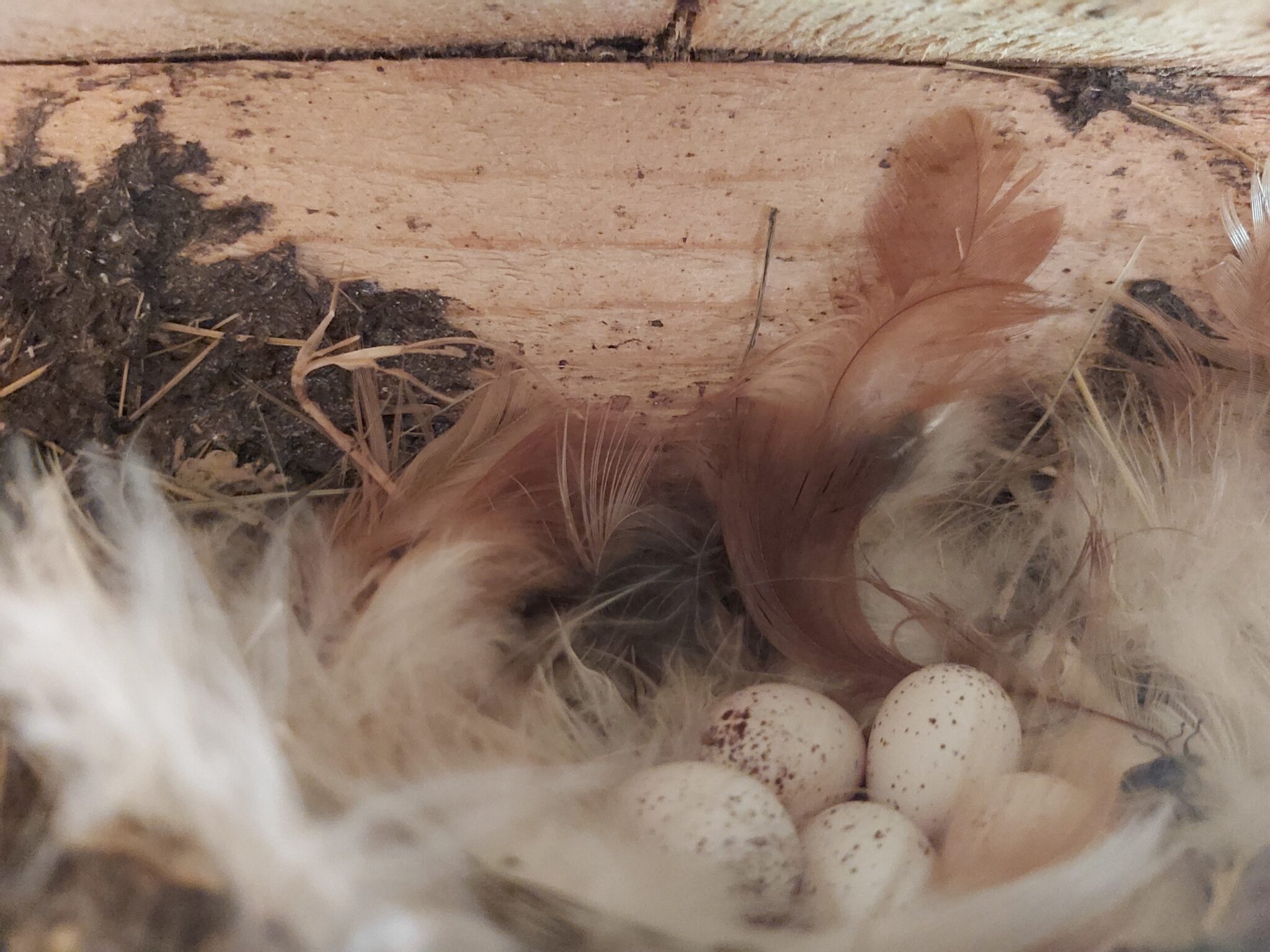 Lastavica i piljak - Nacionalni park "Plitvička jezera"