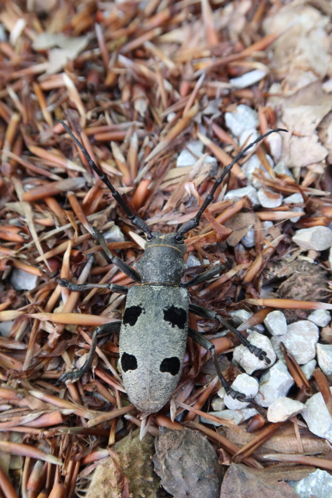 „Jeste li ih vidjeli?“ - Nacionalni park "Plitvička jezera"