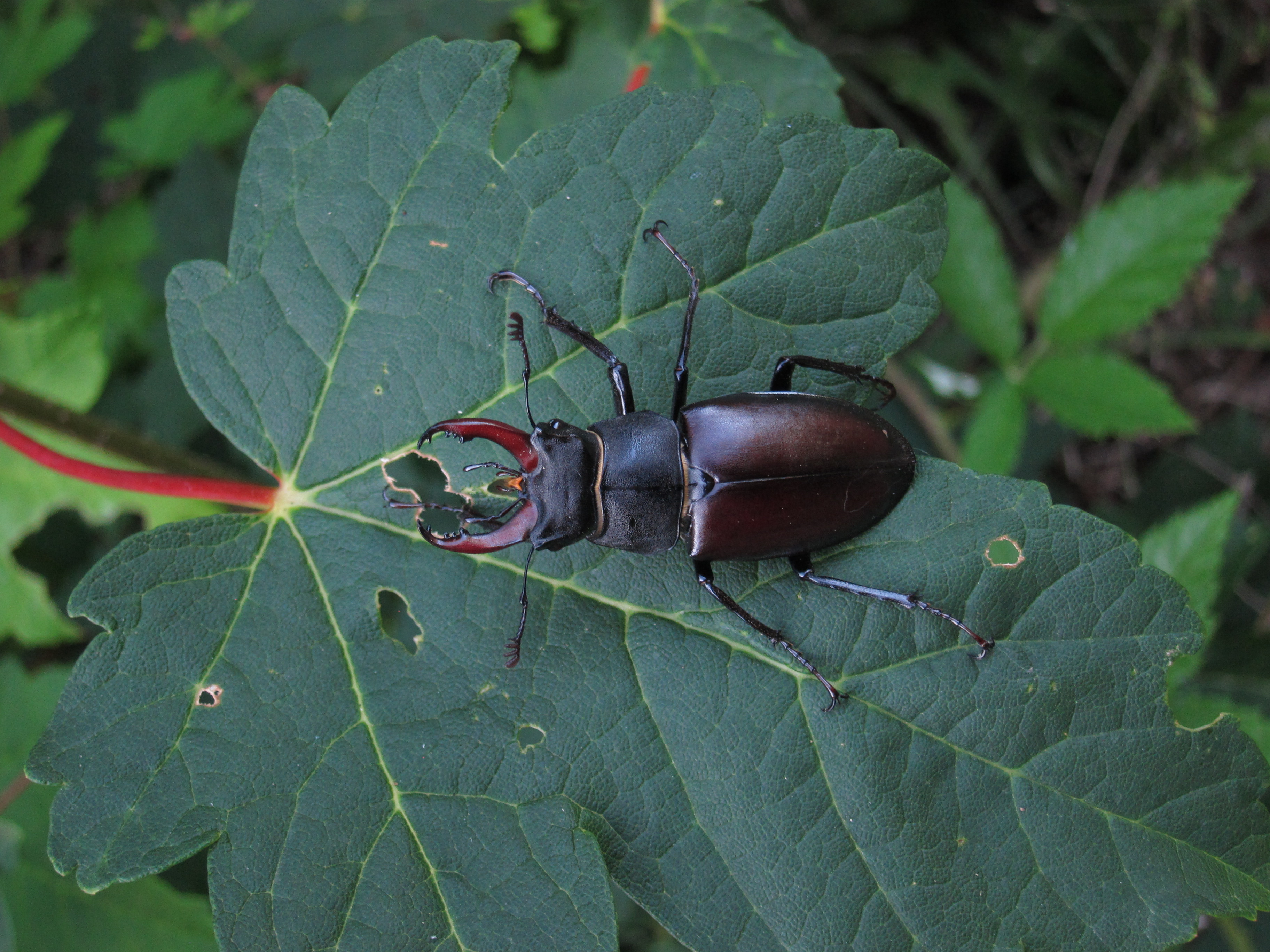 „Jeste li ih vidjeli?“ - Nacionalni park "Plitvička jezera"