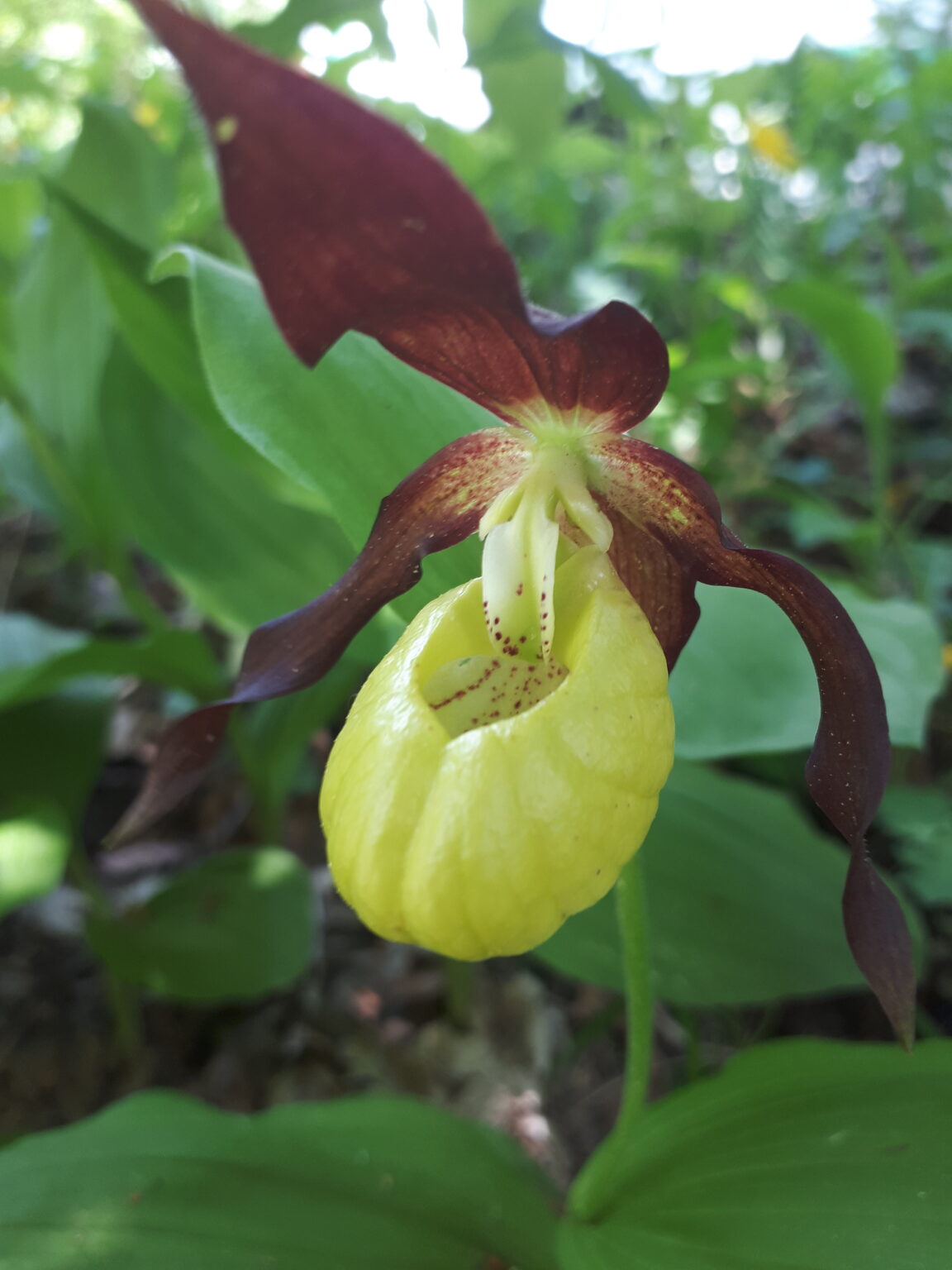 Orhideje - Nacionalni park "Plitvička jezera"