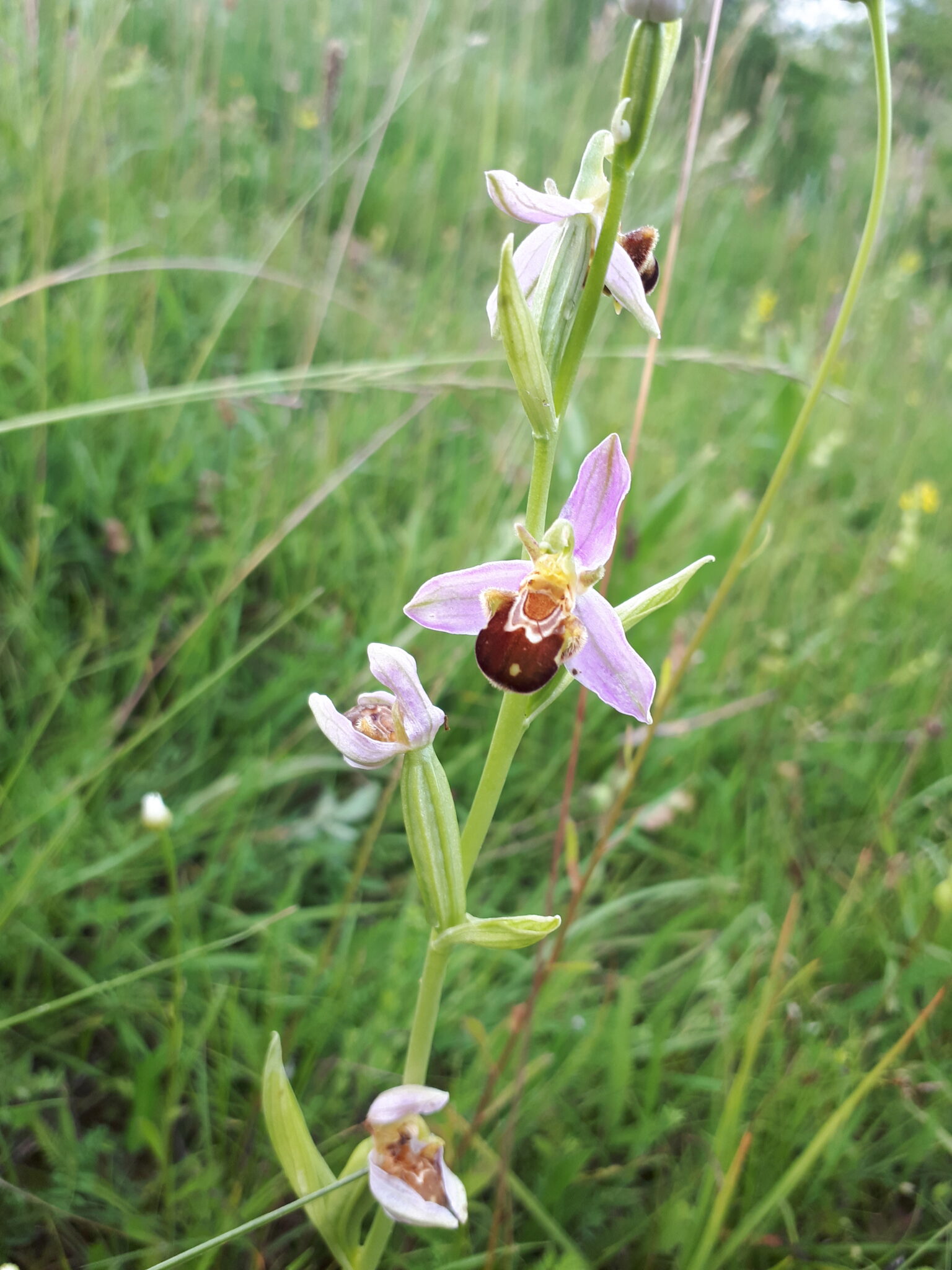 Orhideje - Nacionalni park "Plitvička jezera"