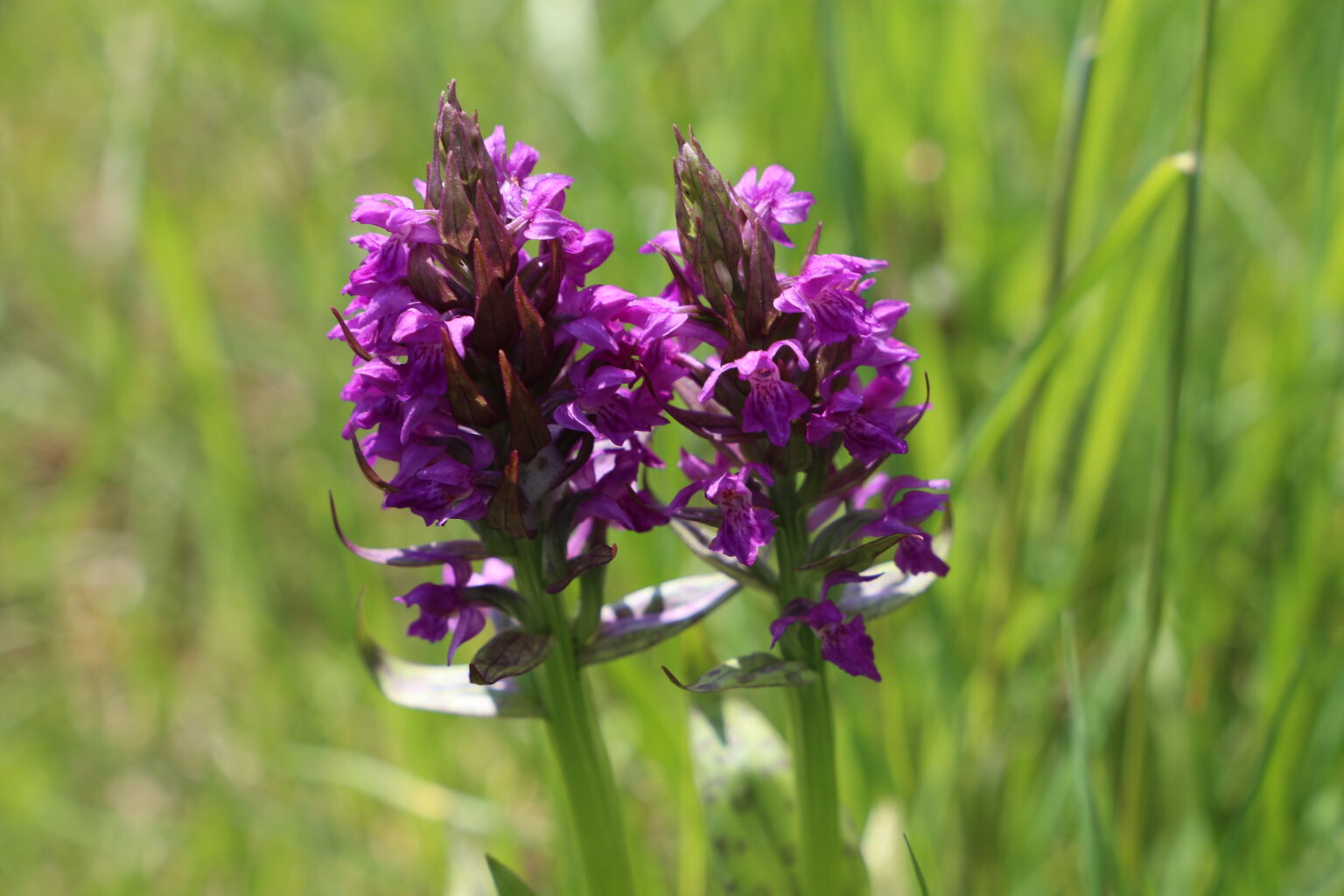 Orhideje - Nacionalni park "Plitvička jezera"