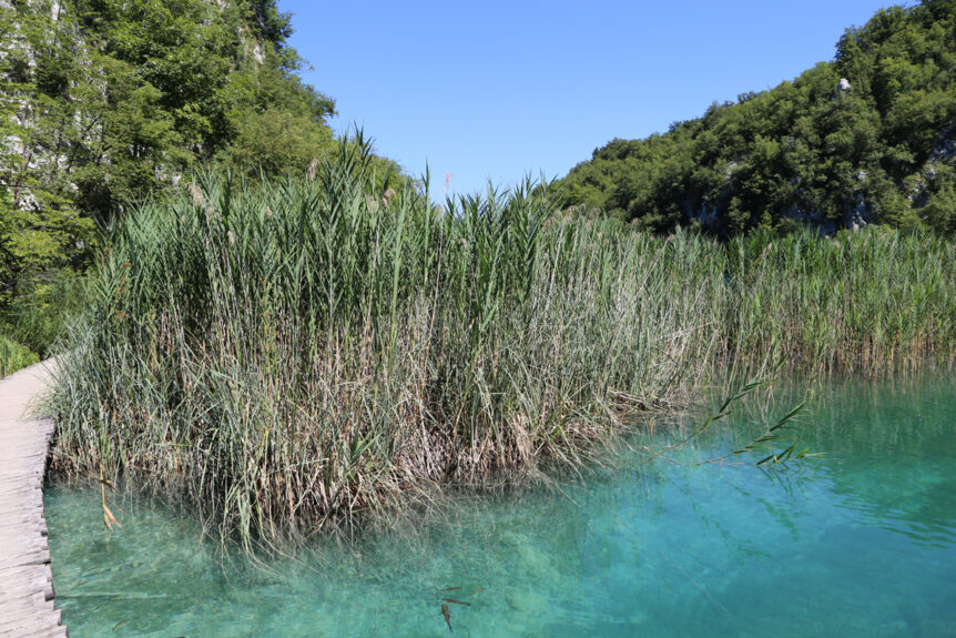 Trska - Nacionalni park "Plitvička jezera"