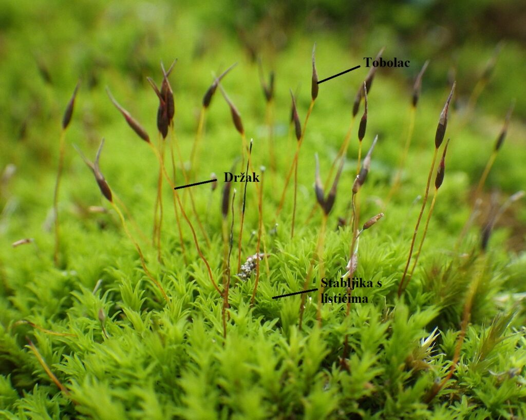 THE WONDERFUL WORLD OF FRESHWATER MOSSES - Nacionalni park "Plitvička ...