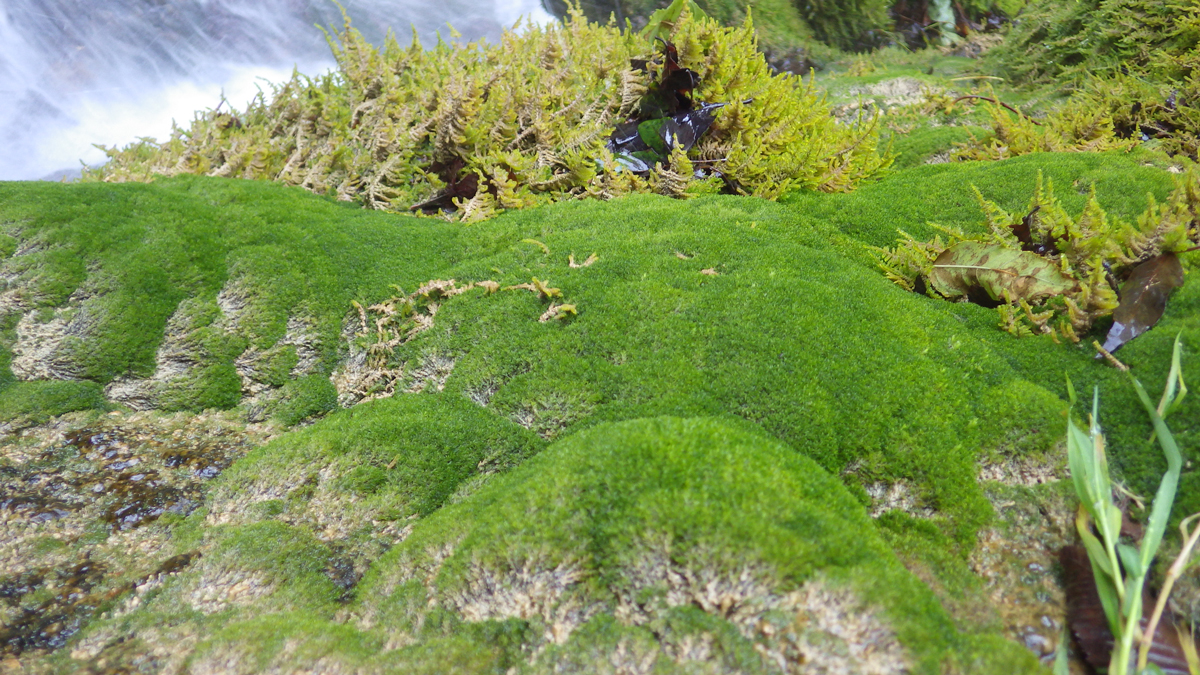 ČUDESNI SVIJET SLATKOVODNIH MAHOVINA - Nacionalni park "Plitvička jezera"