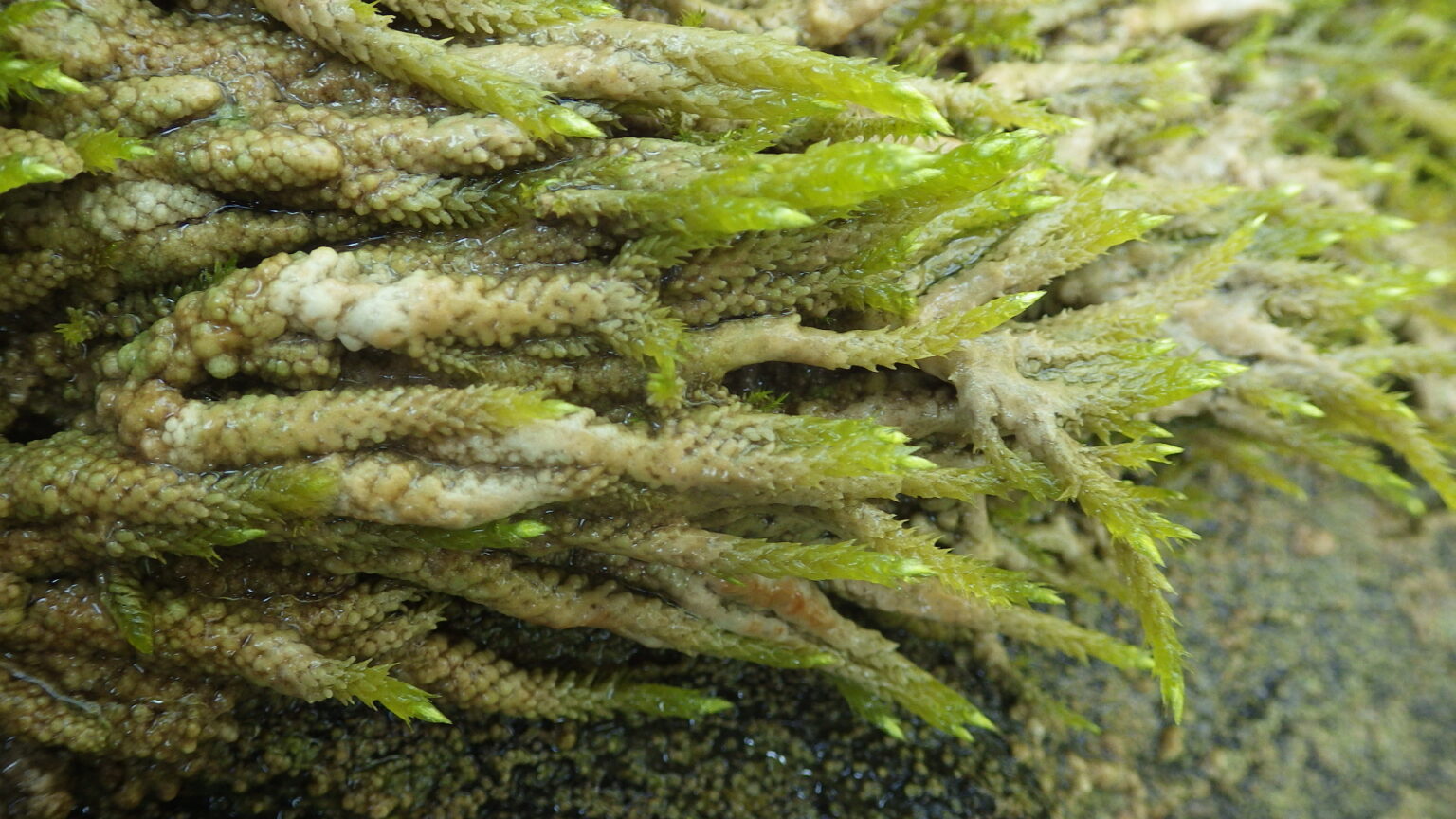 ČUDESNI SVIJET SLATKOVODNIH MAHOVINA - Nacionalni park "Plitvička jezera"