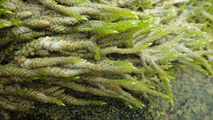 ČUDESNI SVIJET SLATKOVODNIH MAHOVINA - Nacionalni park "Plitvička jezera"